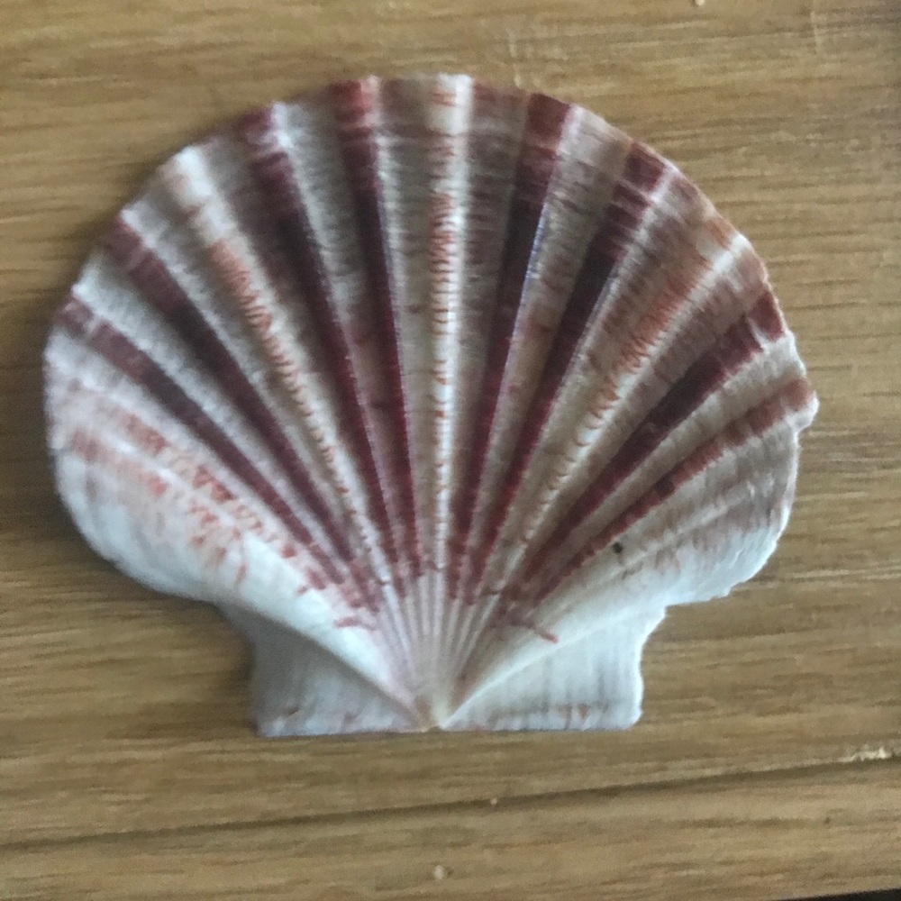 Fan Scallop Shell From The Red Sea Region - Gem